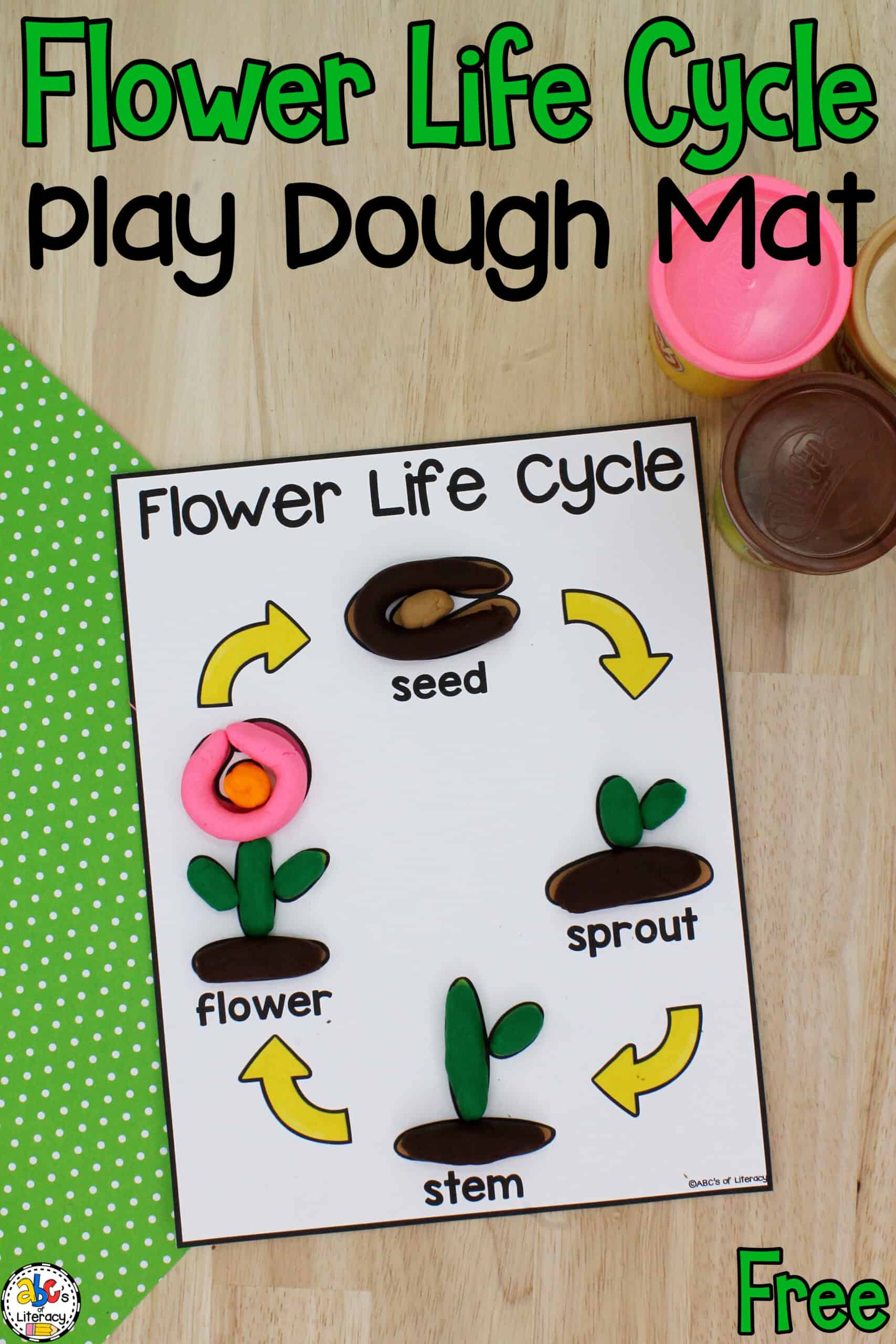 Life Cycle Of A Plant For Preschool